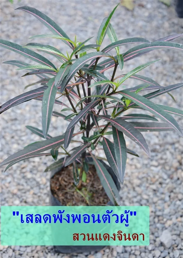 เสลดพังพอนตัวผู้ โดยสวนแดงจินดา จ.เชียงใหม่ รหัสสินค้า 278800