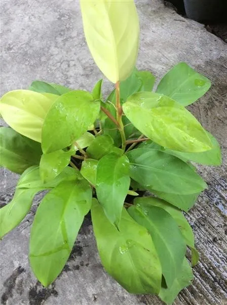 ฟิโลทอง โดยสวนจิตร กรุงเทพมหานคร รหัสสินค้า 281995