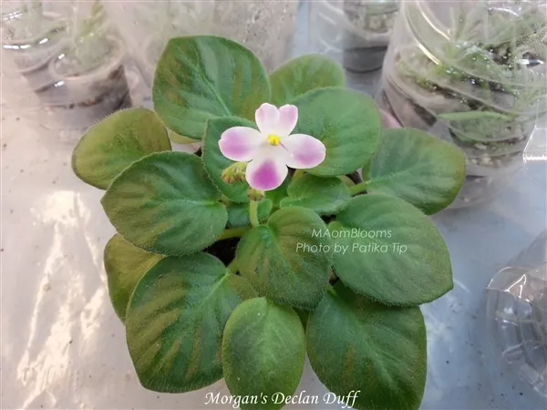 African violet : Morgan's Declan Duff โดยMAomblooms อ.แม่เมาะ จ.ลำปาง ...