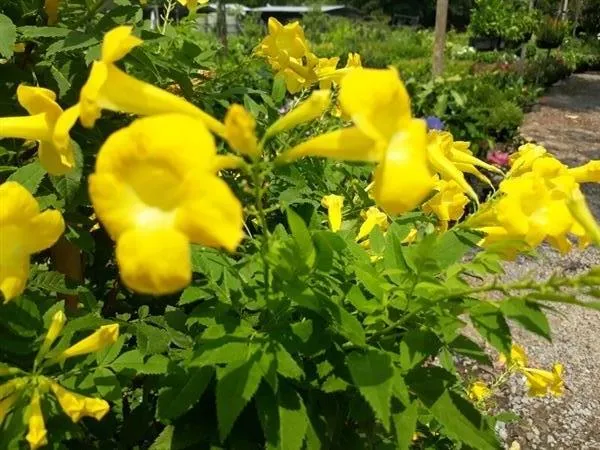 ทองอุไรแคระ Tecoma Dwarf "Lydia" (กทม) โดยKiattisak Pailay เขตบางกอก ...