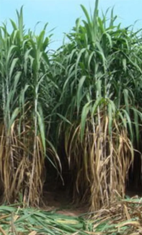 จำหน่ายพันธ์อ้อยขอนแก่น 3 โดยพันธ์อ้อยขอนแก่น 3 อ.หนองวัวซอ จ.อุดรธานี ...