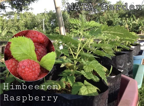 Himbeeren Raspberry โดยมาตา การ์เด้น เขตราษฎร์บูรณะ กรุงเทพมหานคร รหัส ...