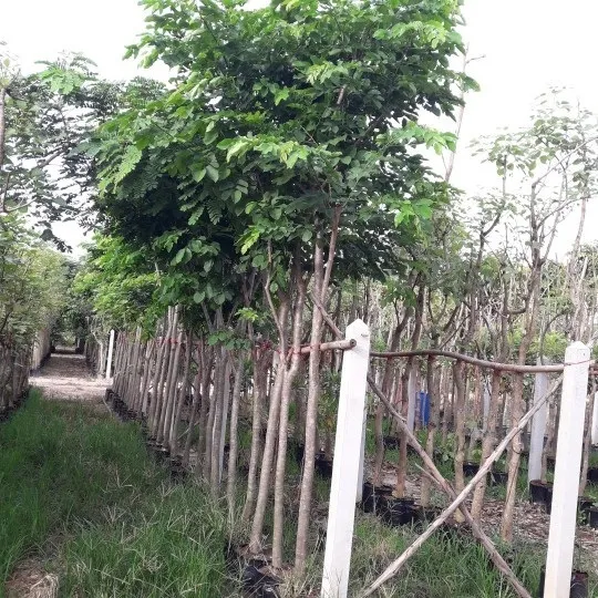 ต้นประดู่กิ่งอ่อน โดยสมบัติพันธ์ไม้ จ.ปทุมธานี รหัสสินค้า 293169