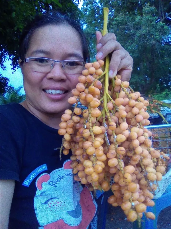 หมากเหลือง โดยเมล็ดพันธุ์ดี เกษตรวิถีไทย อ.เมืองระยอง จ.ระยอง รหัส ...