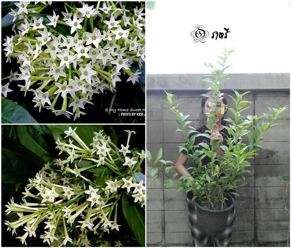 ราตรี (ดอกหอมคล้ายแป้ง-เย็นสดชื่น) โดยสวนเบญจรงค์สุคนธ์ จ.นครราชสีมา ...