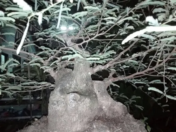 เปิดขายบอนไซร์ ราคาย่อมเยา โดยyodying bonsai อ.บ้านโป่ง จ.ราชบุรี รหัส ...