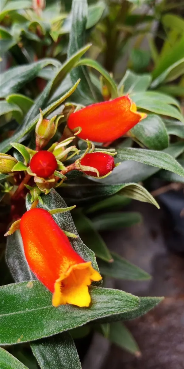 ต้นอั่งเปา โดยTree JJ อ.พระประแดง จ.สมุทรปราการ รหัสสินค้า 298261