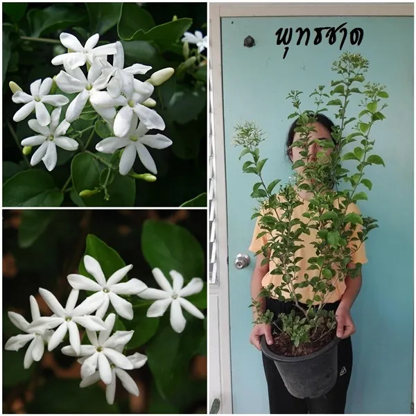 พุทธชาด โดยสวนเบญจรงค์สุคนธ์ จ.นครราชสีมา รหัสสินค้า 299667