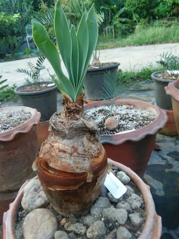 boophane disticha โดยรัฐวิทร์ อ.บางมูลนาก จ.พิจิตร รหัสสินค้า 301053