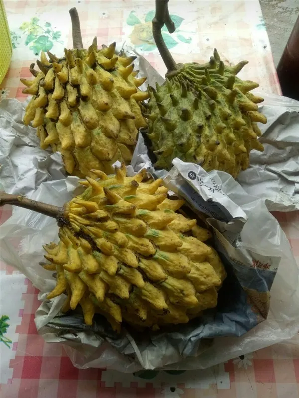 ต้นน้อยหน่าอเมซอน โดยailun farm อ.เบตง จ.ยะลา รหัสสินค้า 301958