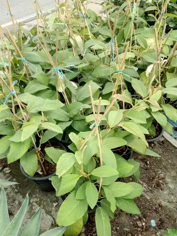 เครือเขาหลงตัวผู้ ดอกม่วง โดยร้านใบไม้1973 อ.วังน้อย จ.พระนครศรีอยุธยา ...