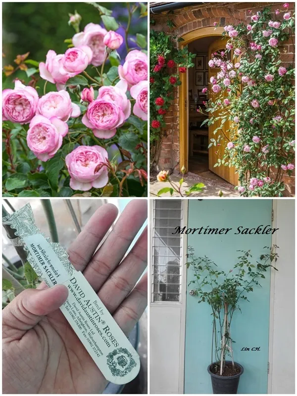 กุหลาบเลื้อยอังกฤษMortimer Sackler โดยสวนเบญจรงค์สุคนธ์ จ.นครราชสีมา ...