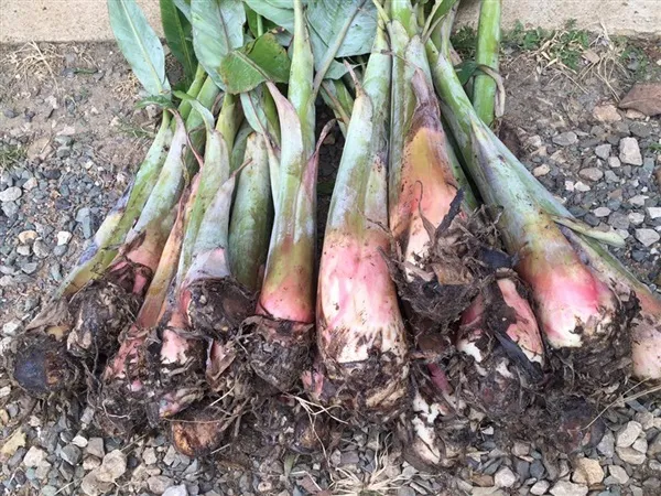 หน่อกล้วยน้ำว้าปากช่อง 50 โดยไฮเทคฟาร์มเมอร์ อ.สอยดาว จ.จันทบุรี รหัส ...