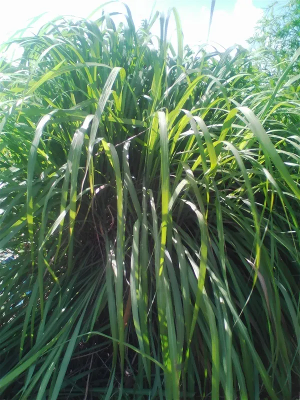 ตะไคร้หอม โดยKraiwich อ.สตึก จ.บุรีรัมย์ รหัสสินค้า 321403