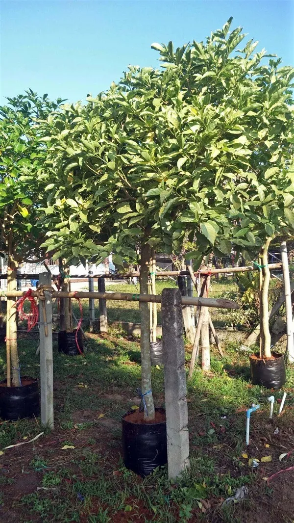 พุดกุหลาบ โดยไอลดา อ.เมืองปราจีนบุรี จ.ปราจีนบุรี รหัสสินค้า 324695