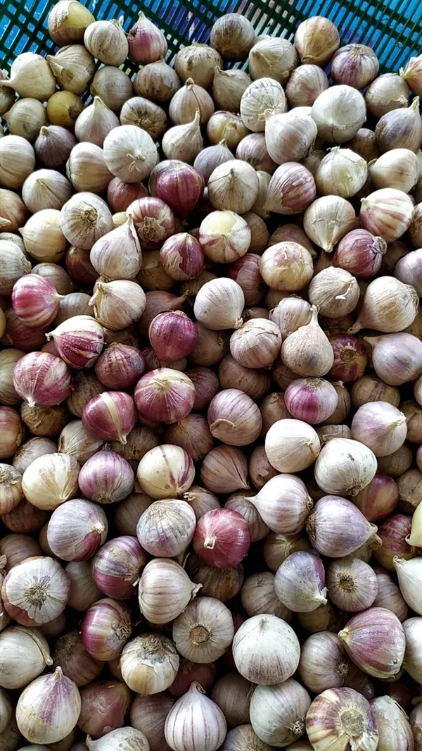 กระเทียมโทน โดยเจซีฟาร์ม อ.เวียงชัย จ.เชียงราย รหัสสินค้า 336418