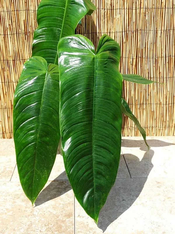 Tanue โดยธีรดาการ์เด้น อ.บางปะหัน จ.พระนครศรีอยุธยา รหัสสินค้า 336651