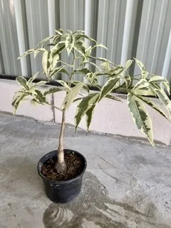 เบาบับซาด่าง โดยสวนลุงโจ๊ดเบาบับ8ริ้ว อ.เมืองฉะเชิงเทรา จ.ฉะเชิงเทรา ...