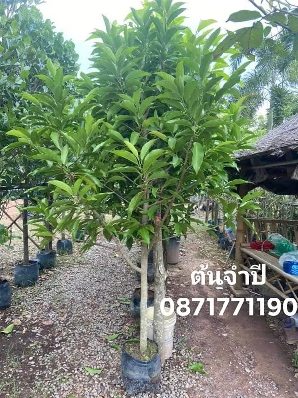 จำปี 2" 3" โดยสุนิธิพันธ์ไม้ จ.ปราจีนบุรี รหัสสินค้า 339173