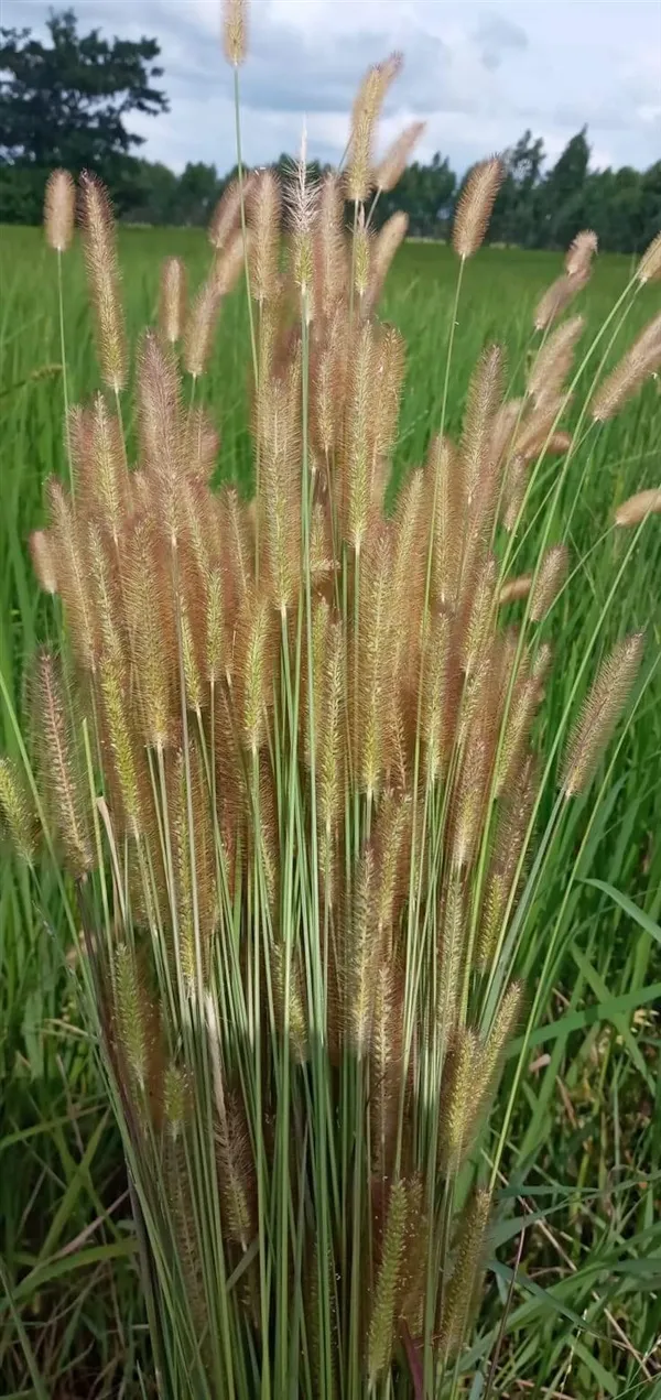 ดอกหญ้าตากแห้ง โดยเมล็ดพันธุ์ดี เกษตรวิถีไทย อ.เมืองระยอง จ.ระยอง รหัส ...