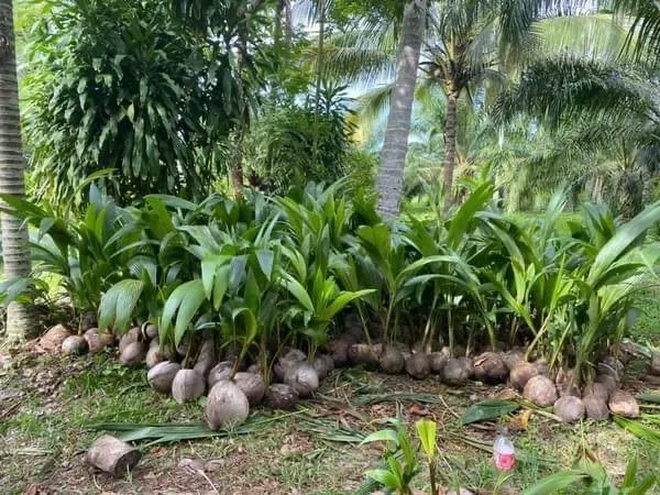 ต้นมะพร้าว โดยเกษตรสวี อ.สวี จ.ชุมพร รหัสสินค้า 339293