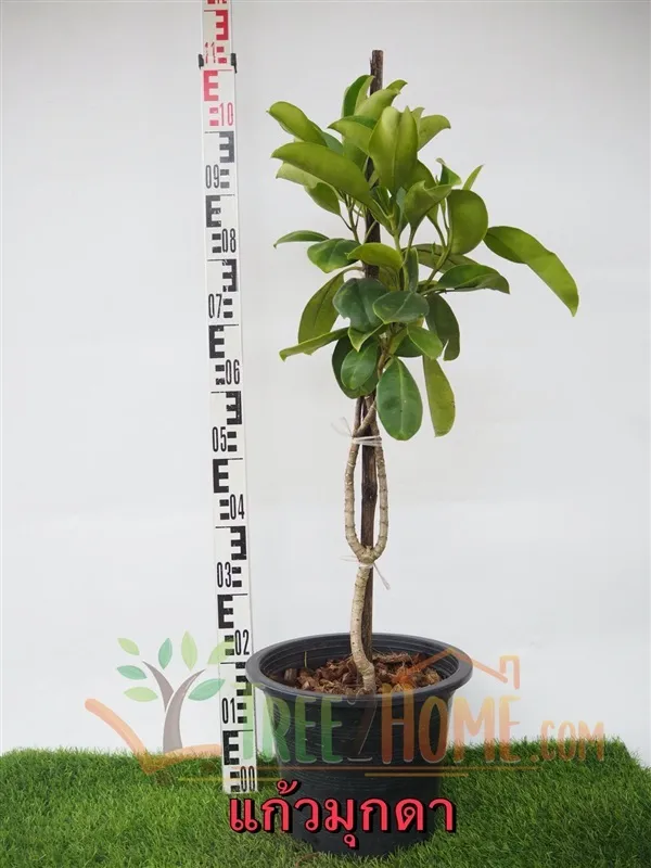 แก้วมุกดา โดยTree2Home อ.เมืองปราจีนบุรี จ.ปราจีนบุรี รหัสสินค้า 339331