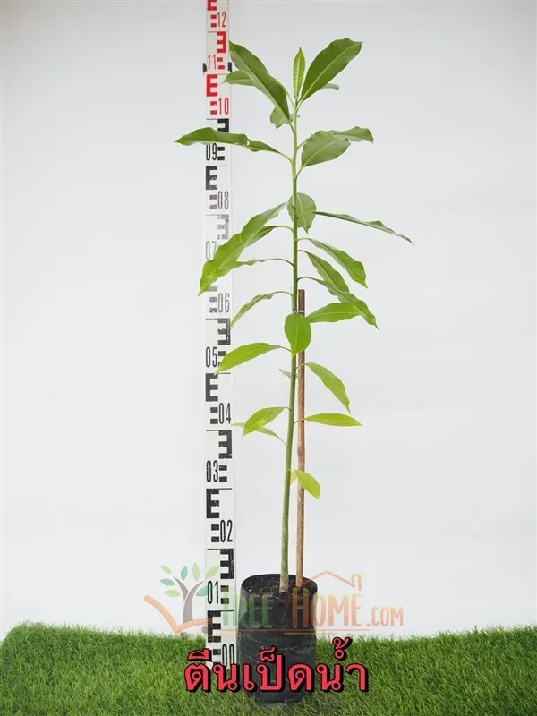 ตีนเป็ดน้ำ โดยTree2Home อ.เมืองปราจีนบุรี จ.ปราจีนบุรี รหัสสินค้า 339345