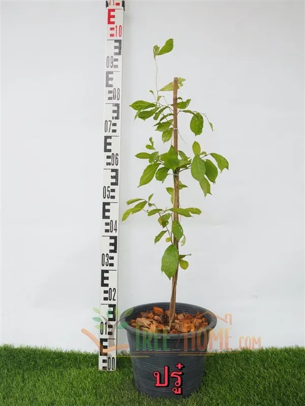 ปรู๋ โดยTree2Home อ.เมืองปราจีนบุรี จ.ปราจีนบุรี รหัสสินค้า 339350