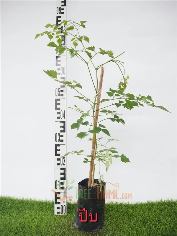 ปีบ โดยTree2Home อ.เมืองปราจีนบุรี จ.ปราจีนบุรี รหัสสินค้า 339351