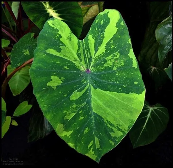 Colocasia Limeade โดยพันธุ์ดาหลา อ.เมืองเชียงใหม่ จ.เชียงใหม่ รหัส ...