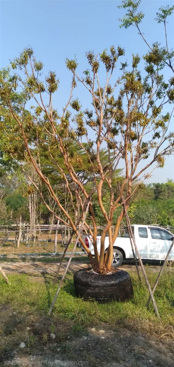 ต้นเสม็ด โดยประกายไม้ไทย จ.นครนายก รหัสสินค้า 344381