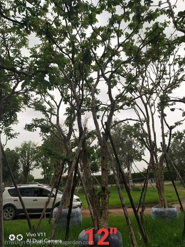 ต้นตะแบก หน้า 12 โดยสวนรุ่งเรือง ไม้ล้อม จ.ปทุมธานี รหัสสินค้า 349002