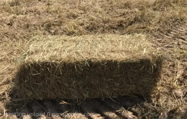 ฟางอัดก้อน25-35บ. โดยศูนย์จำหน่ายฟางอัดก้อนกาฬสินธุ์ อ.เมืองกาฬสินธุ์ ...