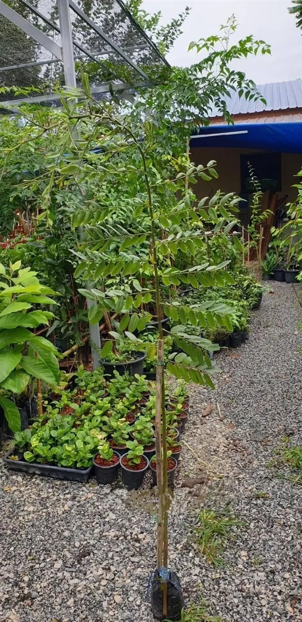 คูนแดง โดยสวนไม้ไซเบอร์ จ.สมุทรปราการ รหัสสินค้า 352024