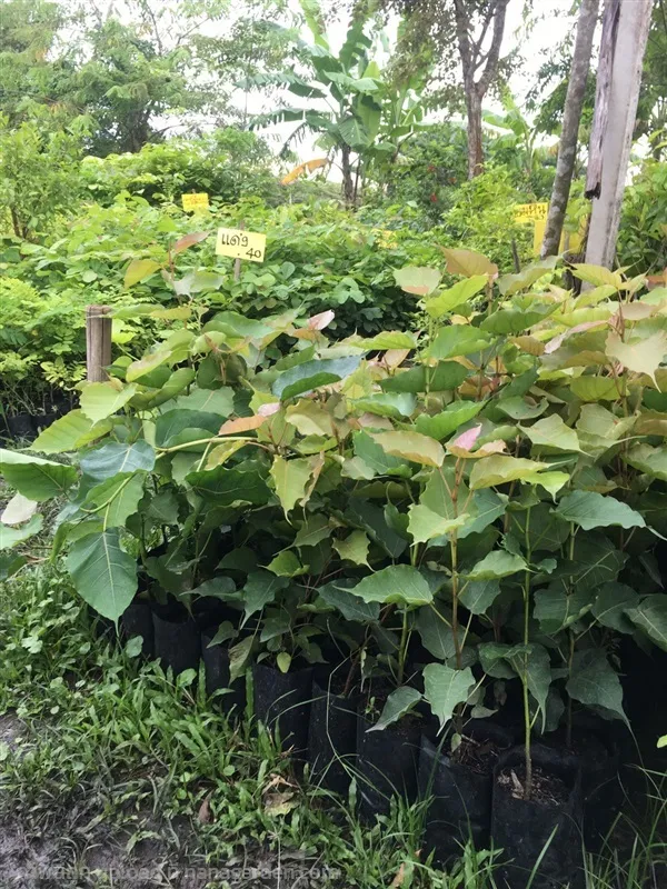 ต้นโพธิ์ โดยสมบูรณ์จัดหาพันธ์ไม้ อ.หนองเสือ จ.ปทุมธานี รหัสสินค้า 352093