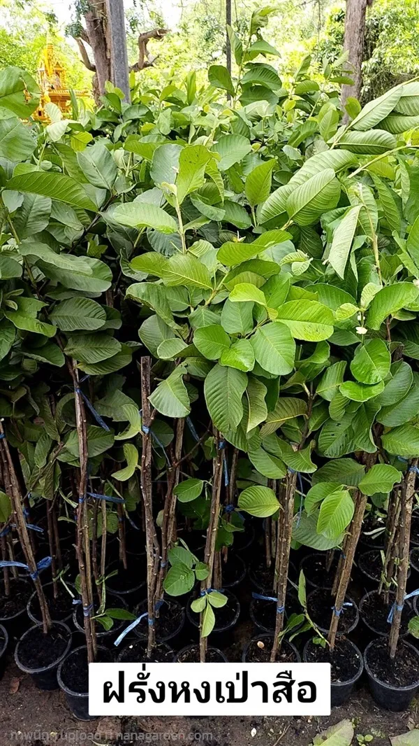 ฝรั่งหงษ์เป่าสือ โดยสวนเพ็ญนภาการ์เด้น อุดรธานี อ.หนองหาน จ.อุดรธานี ...