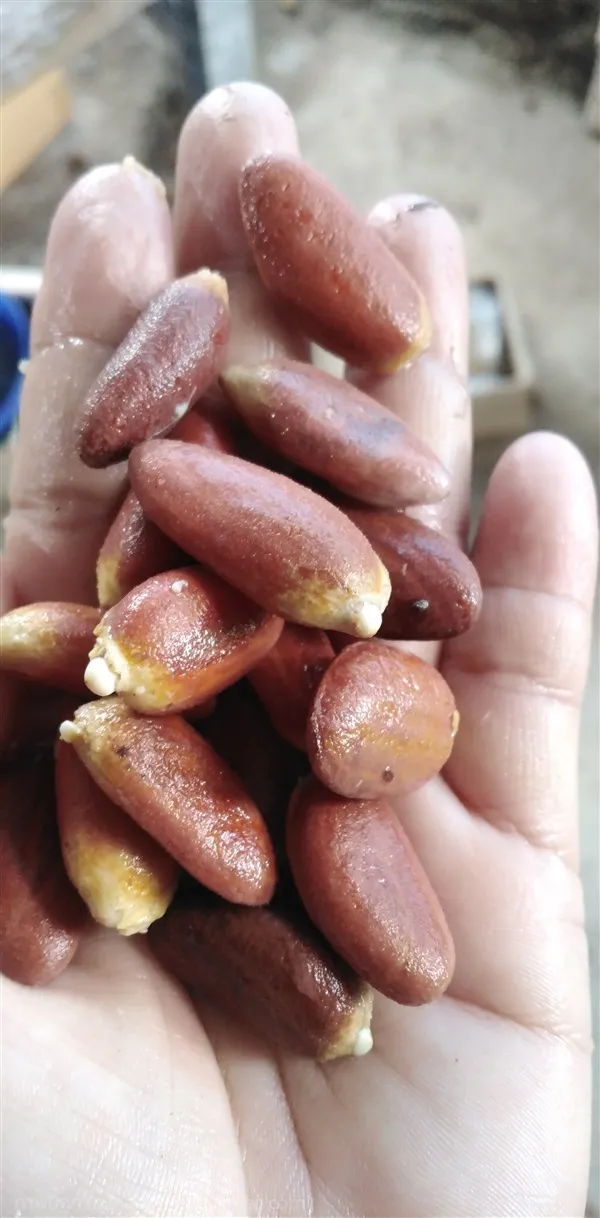 เมล็ดอินจันทร์ โดยเมล็ดพันธุ์ดี เกษตรวิถีไทย อ.เมืองระยอง จ.ระยอง รหัส ...