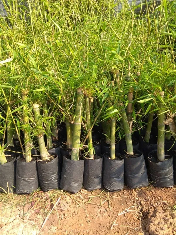 ไผ่เลี้ยงหวาน,ไผ่เขียวอิสาน,ไผ่3ฤดู โดยสวนเพ็ญนภาการ์เด้น อุดรธานี อ. ...