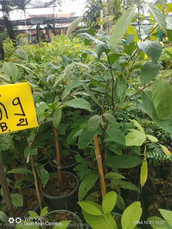 สมอดีงู โดยสมบูรณ์จัดหาพันธ์ไม้ อ.หนองเสือ จ.ปทุมธานี รหัสสินค้า 353372