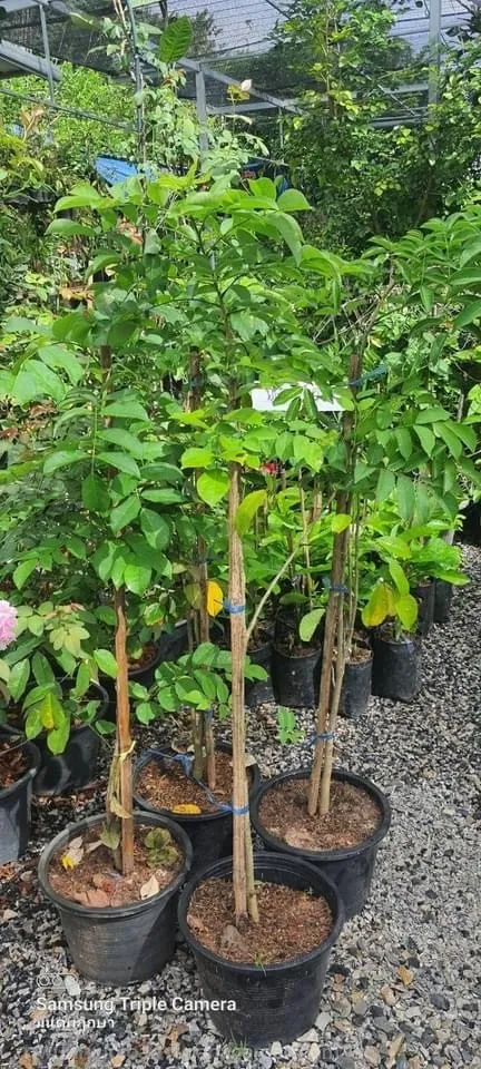 คูนม่วงแคระ โดยสวนไม้ไซเบอร์ จ.สมุทรปราการ รหัสสินค้า 353628