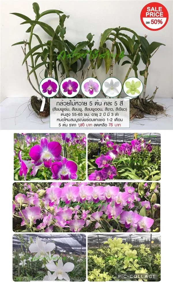 กล้วยไม้หวาย 5 ต้น คละ 5 สี อายุ 2 ปี หน่อใหม่ โดยบางกอกกรีน ...