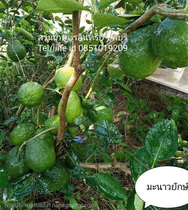 ขายต้นมะนาวยักษ์ โดยสวนเกษตรอินทรีย์ อ.พนัสนิคม จ.ชลบุรี รหัสสินค้า 355631
