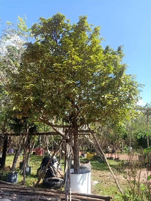 เศรษฐีเงินหนุน โดยดิเรก บ้านดงบัง จ.ปราจีนบุรี รหัสสินค้า 355708