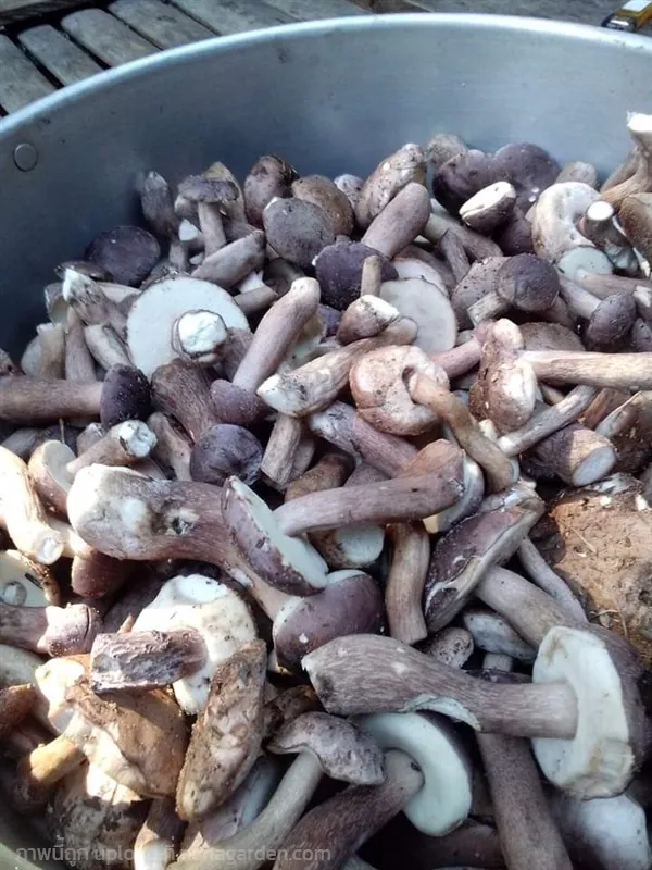 เห็ดเสม็ด โดยผลไม้วริยา อ.ตากใบ จ.นราธิวาส รหัสสินค้า 357046