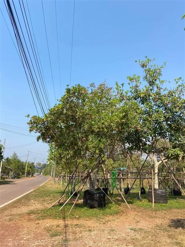 ต้นกระดิ่งนางฟ้า โดยKuldee Garden เขตมีนบุรี กรุงเทพมหานคร รหัสสินค้า ...