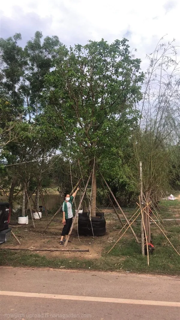 ต้นจิกน้ำ โดยKuldee Garden เขตมีนบุรี กรุงเทพมหานคร รหัสสินค้า 357252