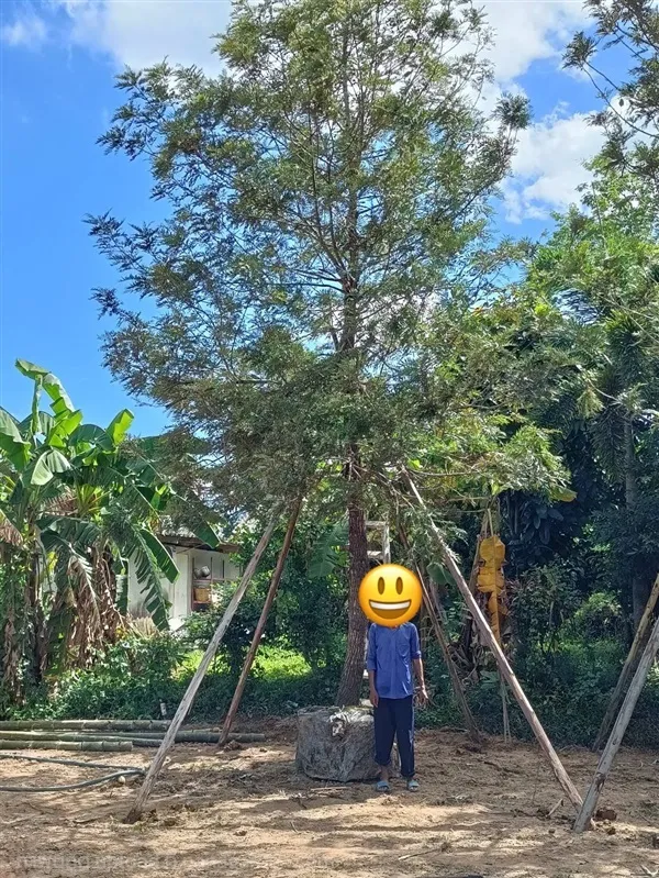 ต้นซิลเวอร์โอ๊ค โดยKuldee Garden เขตมีนบุรี กรุงเทพมหานคร รหัสสินค้า 357253