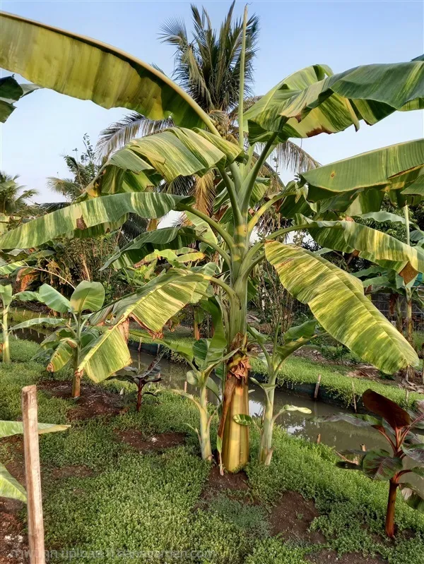 กล้วย โชควิเชียรด่าง โดยนานาพันธุ์กล้วย อ.บ้านแพ้ว จ.สมุทรสาคร รหัส ...