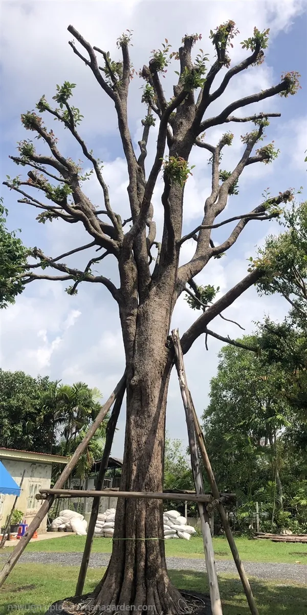 ต้นพูลทรัพย์ โดยKuldee Garden เขตมีนบุรี กรุงเทพมหานคร รหัสสินค้า 358445