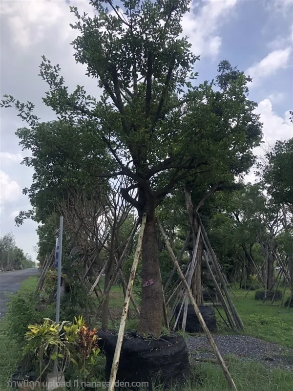 ต้นมั่งมี โดยKuldee Garden เขตมีนบุรี กรุงเทพมหานคร รหัสสินค้า 358446